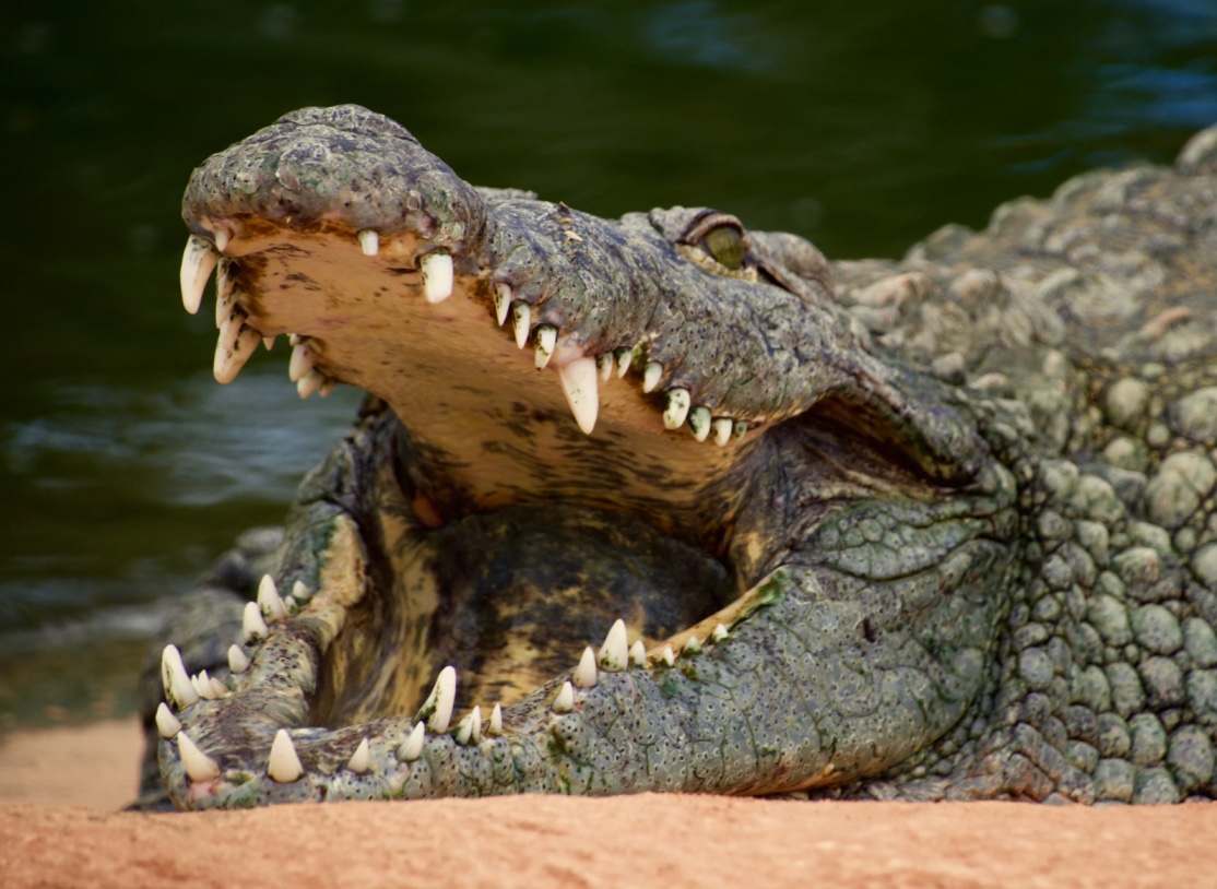 5 Crocodiles Terminated in Sabah after Several People Reported Missing ...